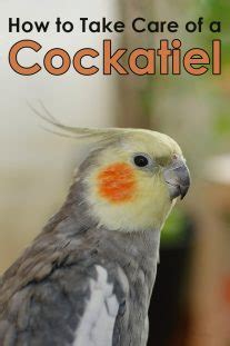 Caring For Your Bird