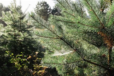 Premium Photo Pine Tree Branches With Cobweb