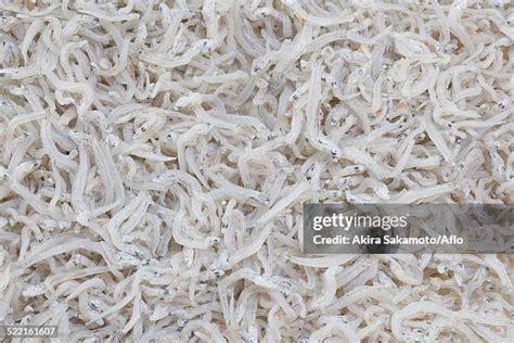 Whitebait Photos And Premium High Res Pictures Getty Images