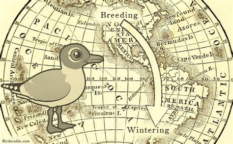 Gull Week Extremes Facts And Stats By Birdorable