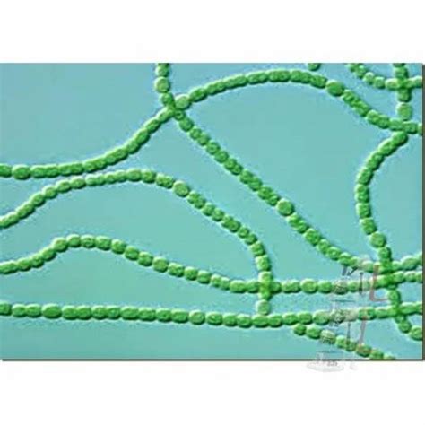 Scytonema Wm Microscope Glass Slides Lab Slides Frosted Glass