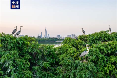 广州海珠国家湿地公园成功列入国际重要湿地名录 社会 舜网新闻