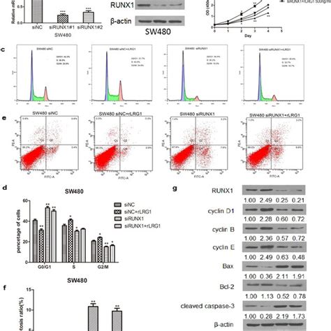 the role of runx1 in lrg1 induced cell proliferation and download