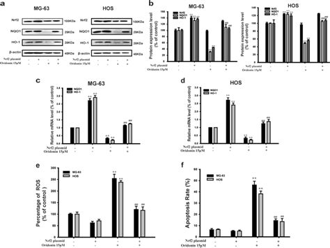 Oridonin Exerts Anticancer Effect On Osteosarcoma By Activating Ppar γ