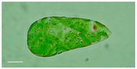 Euglena Gracilis Diagram