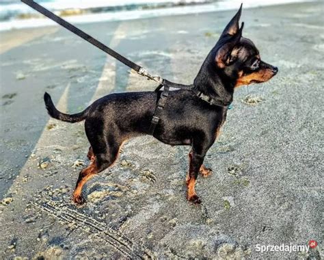 Ratlerek Miniaturka Prazsky Krysarik Praski Ratler Suwałki Sprzedajemy Pl