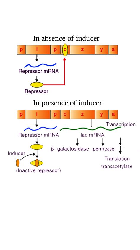 Lac Operon Diagram Module 16 Operons Sciencemusicvideos