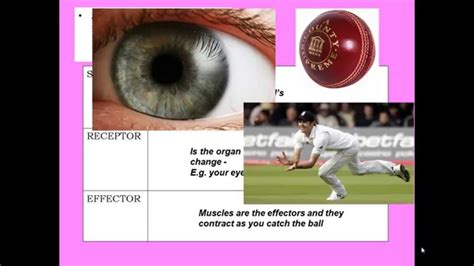 Nervous System And Reflex Arc For Igcse Biology Youtube