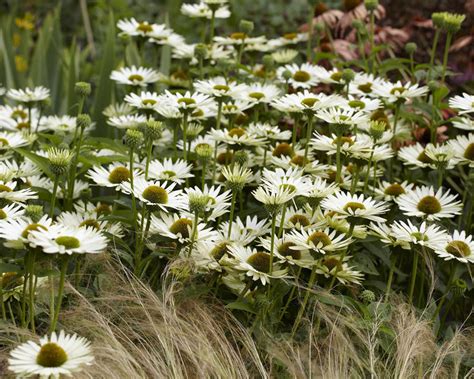 Echinacea Purpurea Virgin Bare Roots — Buy White Coneflowers Online