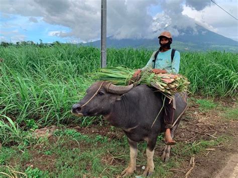 Sugar Industry Experts Did Not Expect Govt Import Directive