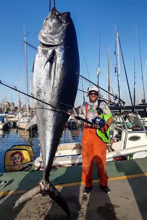 Bluefin Tuna Fishing Rules At Pablo Joyce Blog