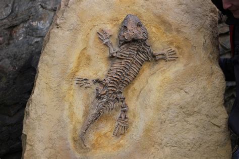 Fossils Bones Lizard Free Photo On Pixabay Pixabay