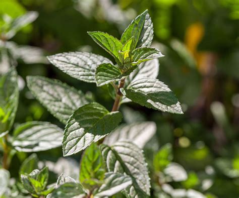 Best Mint Varieties To Grow For Unusual And Aromatic Herbs Homes And