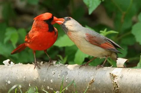 How Do Birds Mate The Unique Mating Habits Of Birds