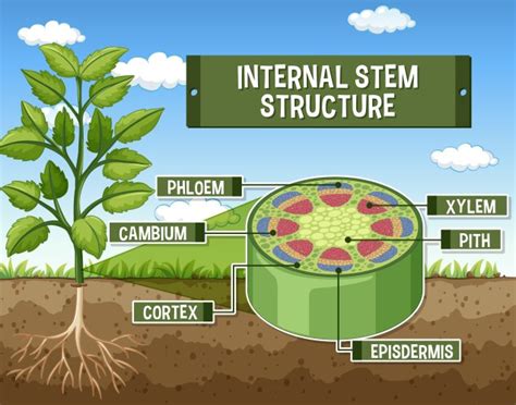 Internal Structure Of Root Diagram Royalty Free Vector Image