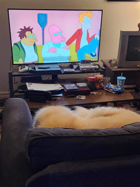 How Does Your Pyr Cope With Thunderstorms Rgreatpyrenees