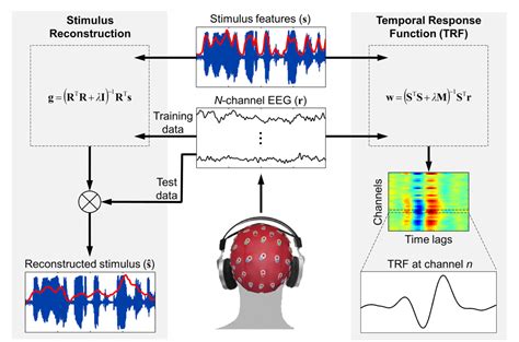Figure 1 From The Multivariate Temporal Response Function Mtrf Toolbox A Matlab Toolbox For