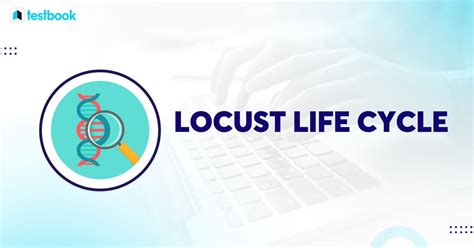 Locust Life Cycle Stages Behavior Characteristics And Faqs