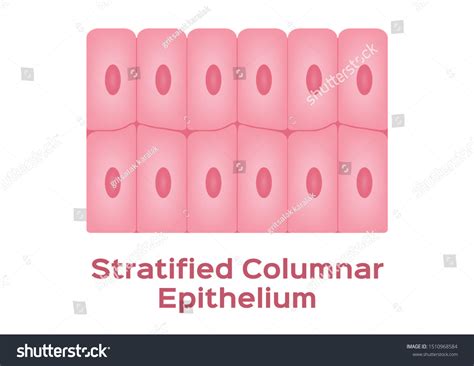 Stratified Columnar Epithelium Epithelial Tissue Stock Vector Royalty Free 1510968584