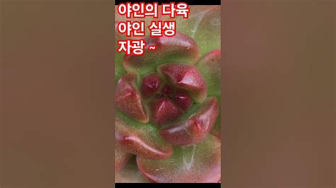 오늘도 수고 많으셨습니다 ~ 박서진 파종이 실생 다육 다유기 다육이 다육식물 반려식물 다육판매 다육이판매 다육이키우기 다육인스타그램 매혹이 청주