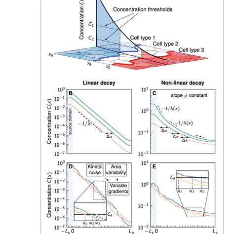 Comparison Of Linear And Non Linear Morphogen Gradients A According