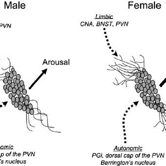 Schematic Depiction Of How Sex Differences In LC Dendritic Morphology Download Scientific