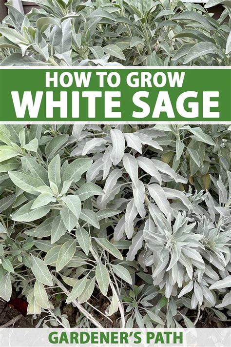 What Does White Sage Symbolize At Regena Rudolph Blog