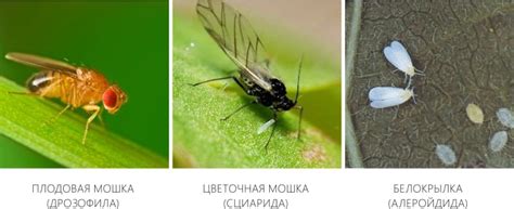 Как избавиться от мошек в цветах: 3 пошаговые инструкции и рецепты ...