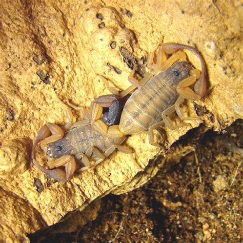 Rhopalurus Crassicauda From Rupununi Two Adult Female Topotypes Still