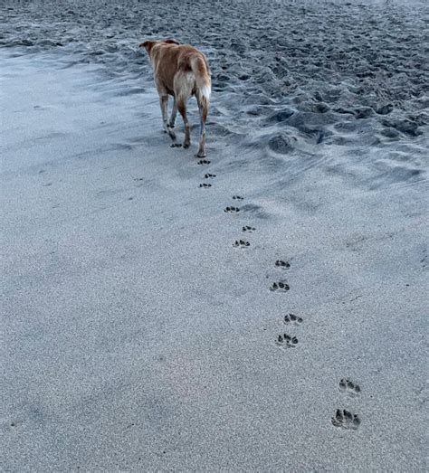 The Beach Dog Who Walked Me Through Grief — The Naked Dog