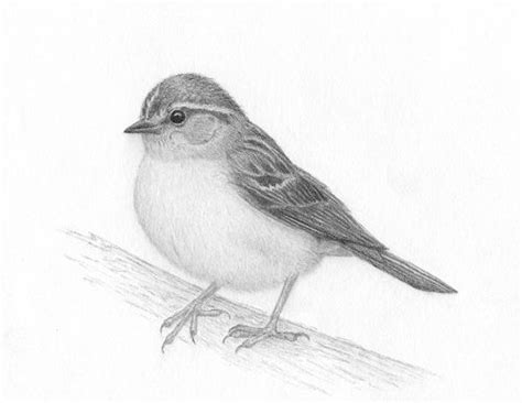 How To Draw A Realistic Bird