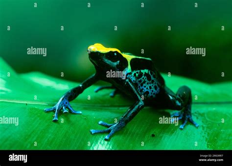 Poison Arrow Frog Poison Dart Frog Dyeing Dart Frog Dendrobates Tinctorius Poison Dart