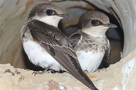 Premium Photo Swiftlet Nesting In Cave Bird Watching