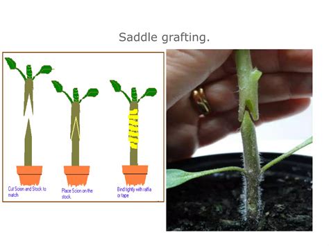 propagation methods in plants pptx infertility reproductive health