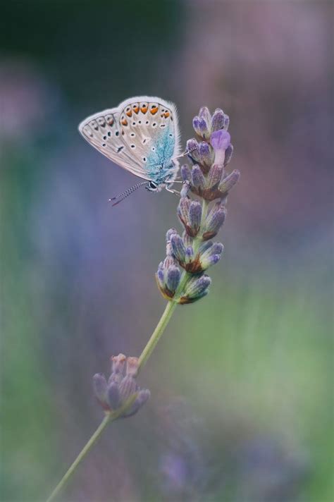 bokeh in my pocket. | Bokeh, Photo, Blog photography