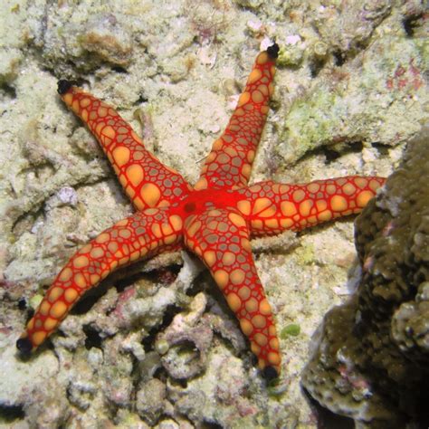 Seastar