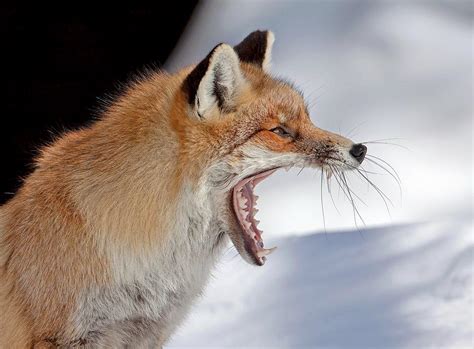Vulpes Vulpes Monaco Nature Encyclopedia