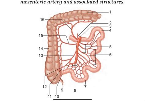 Superior Mesenteric Artery Flashcards Quizlet