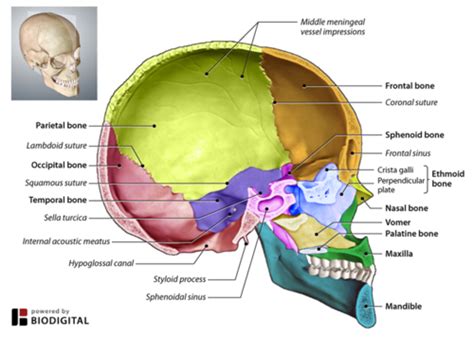 Midsagittal View Of Skull And Features Chapter 6 Flashcards Quizlet