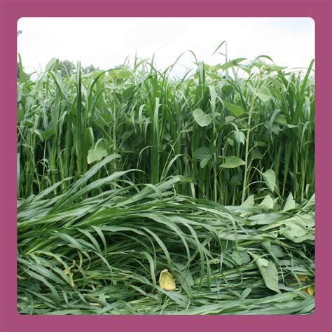 Dont Farm Naked An Introduction To Cover Crops EFAO