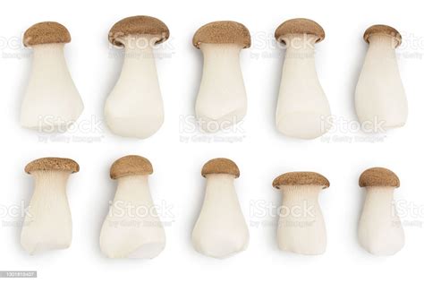 굴 버섯 왕 또는 에링기 클리핑 경로흰색 배경에 고립 맨 위 보기입니다 플랫 레이 세트 또는 컬렉션 계절에 대한 스톡 사진 및 기타 이미지 Istock