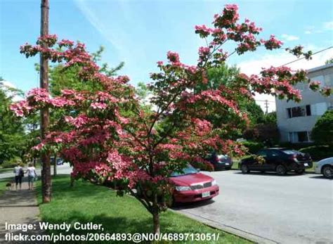45 Pink Flowering Trees With Pictures Identification Guide