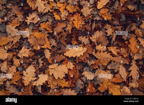 Autumn Leaf Texture