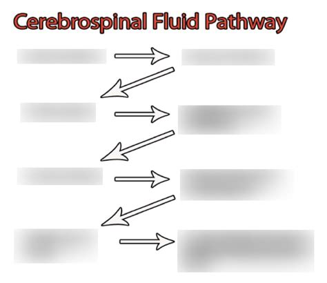 Csf Pathway Diagram Quizlet