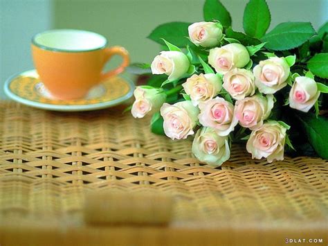 احلى صور زهور ، خلفيات ورد تجنن ، باقات ورد رائعه 2025 هبه شلبي