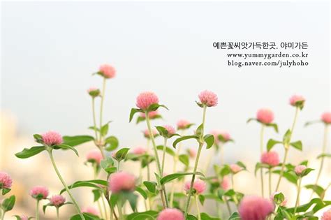 천일홍키우기 꽃분홍덕후 여기 모이세요💕 네이버 블로그 천일홍키우기 꽃분홍덕후 여기 모이세요💕 네이버 블로그