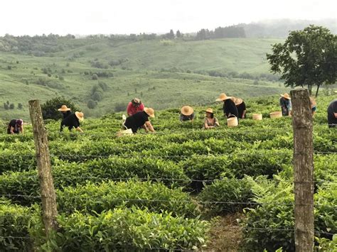 ნაგომარის ჩაის სახლი Georgian Travel Guide