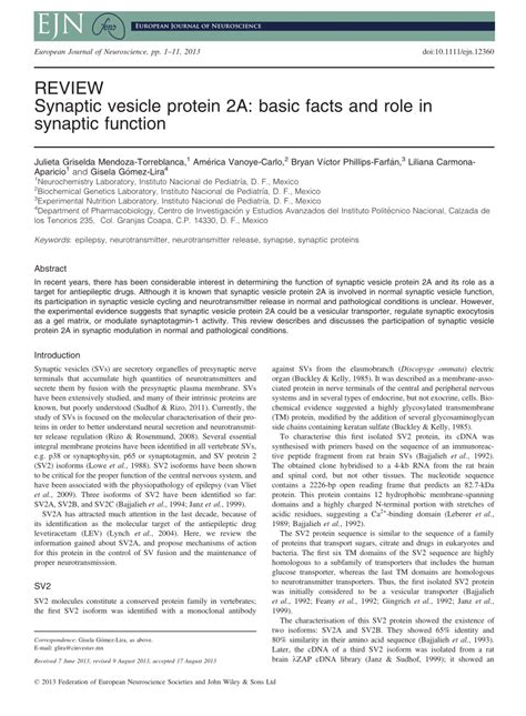 Pdf Synaptic Vesicle Protein 2a Basic Facts And Role In Synaptic Function