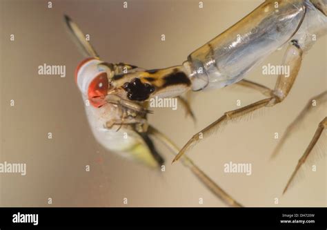 Acilius Sulcatus Lesser Diving Beetle Larva Eating Backswimmer Nymph