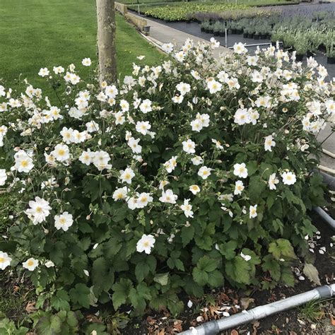 Anemone Elite Pure White Proctors Nursery